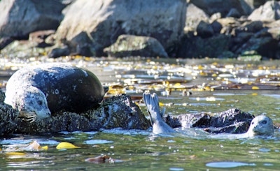 Kayak Camp on Jones Island, Friday Harbor