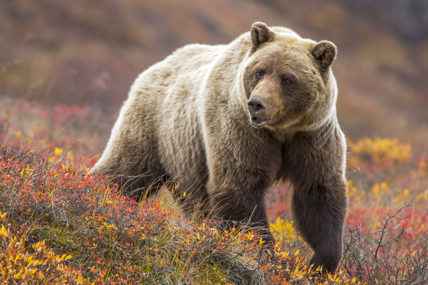 10 Tips For Planning A Backpacking Trip In Bear Country