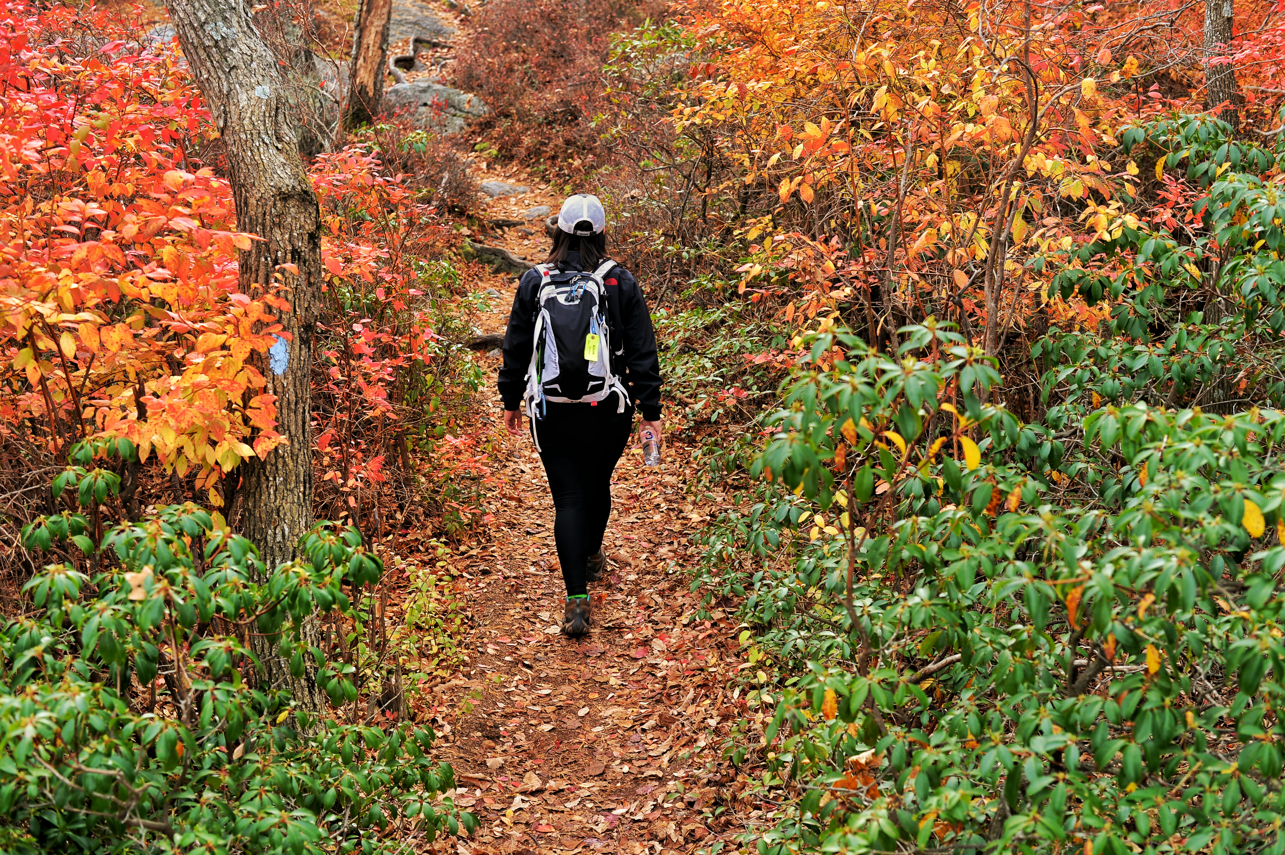 Hike The Millbrook Mountain Ridge Trail, Gardiner, New York