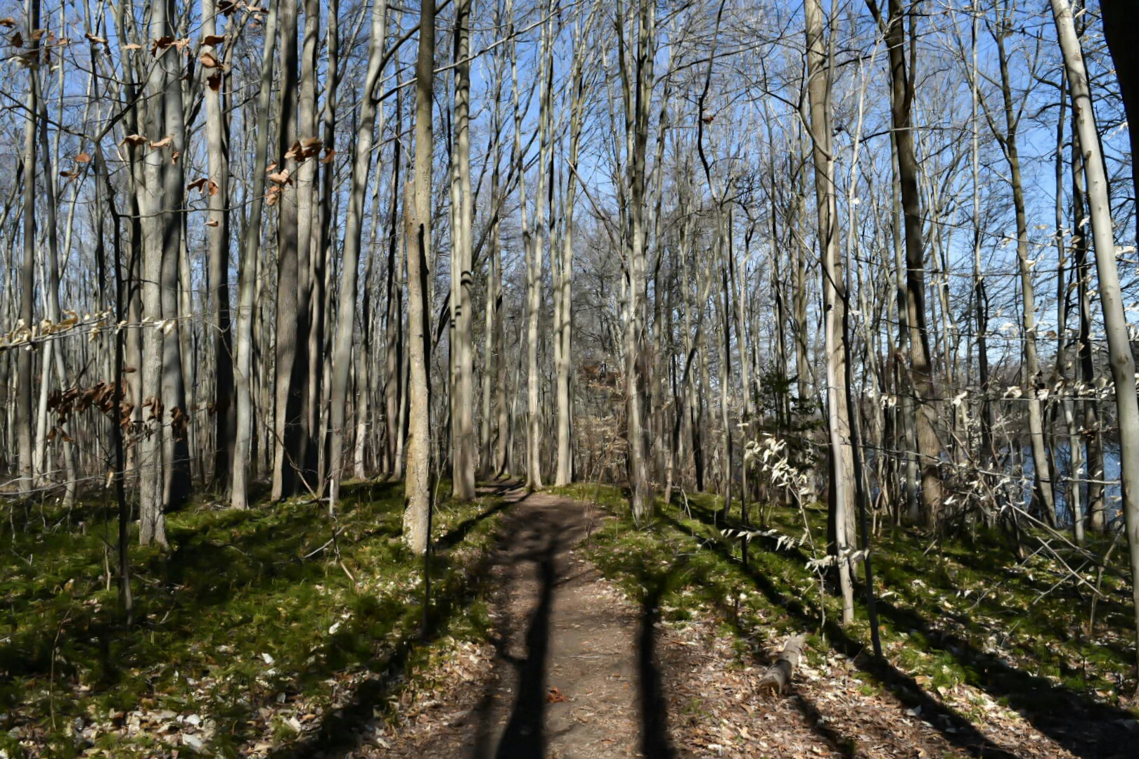 Hike the Swamp Forest Trail, Bear, Delaware