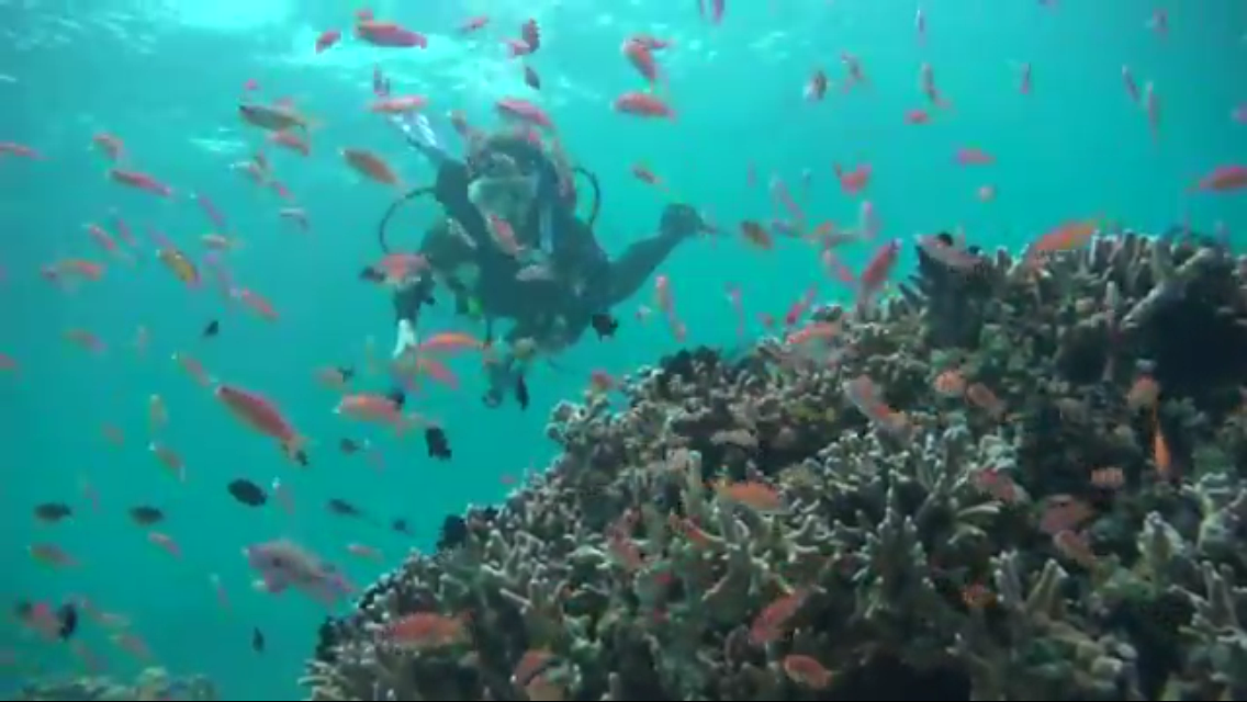 Scuba Dive Sipadan Island in Malaysia, Semporna, Malaysia