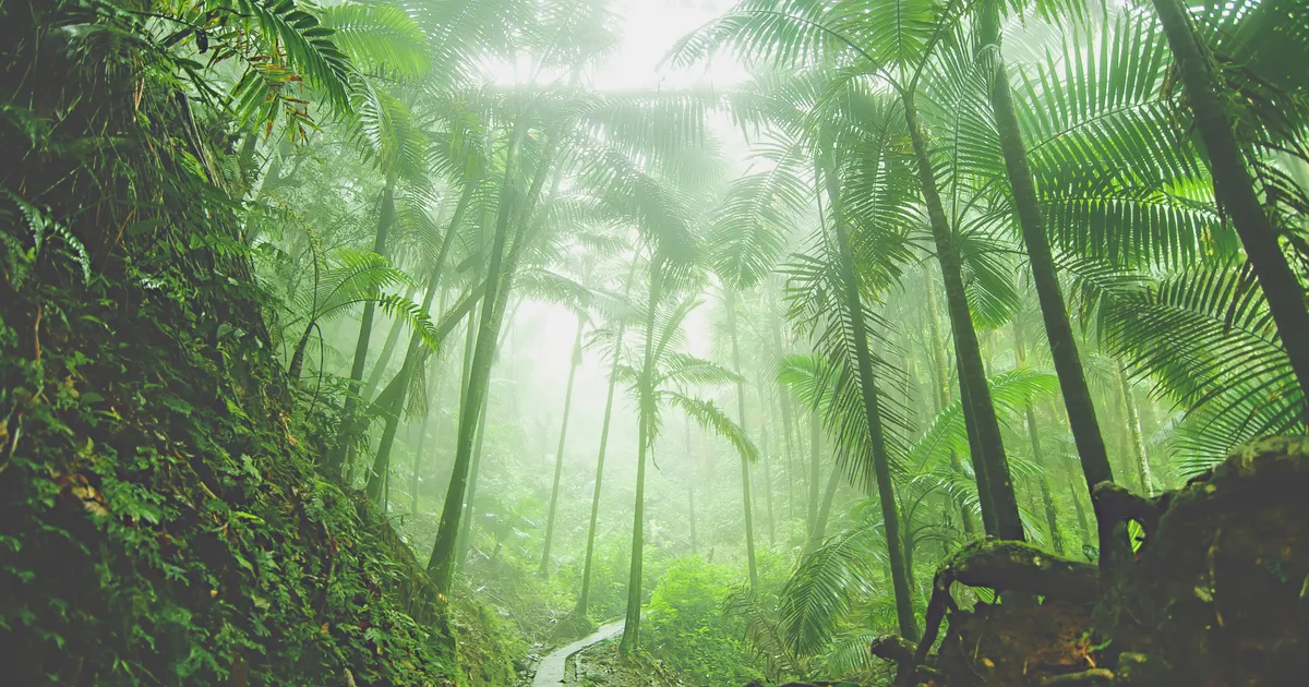Hike Through the El Yunque Rain Forest , El Yunque Trail
