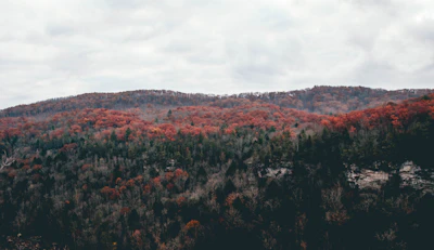 Take in the View at Lilly Bluff Overlook, Lilily Bluff Parking Area