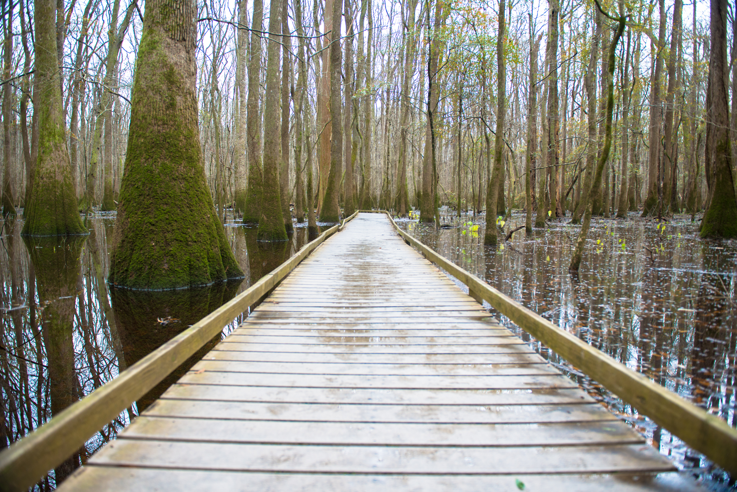 Boardwalk Loop, Hopkins, South Carolina