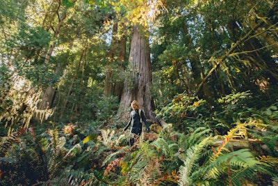 Hike to Tall Trees Grove, Redwood NP, Tall Trees Grove Trailhead