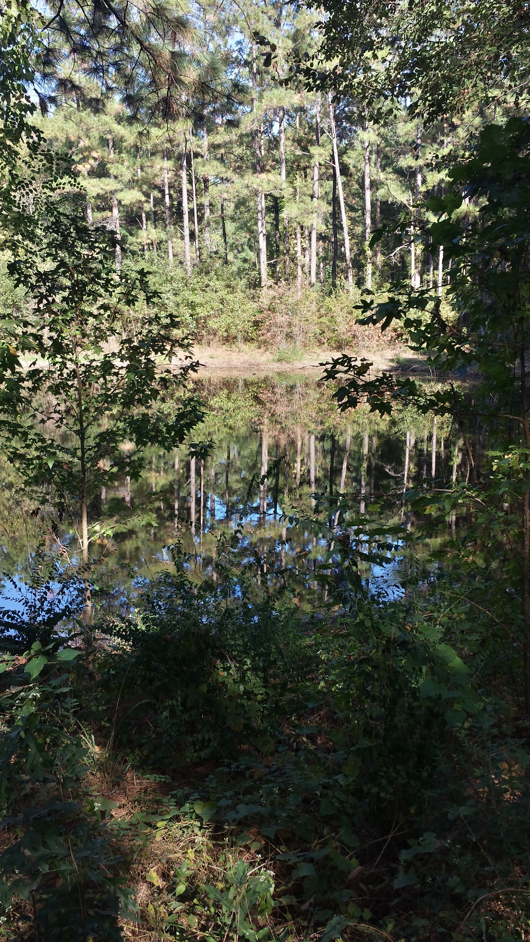 Photo of Camp at Kelly's Pond, Sam Houston National Forest