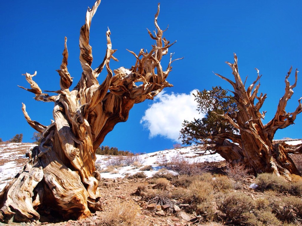 Photos: Schulman Grove and Methuselah Grove Loop, Inyo County, California