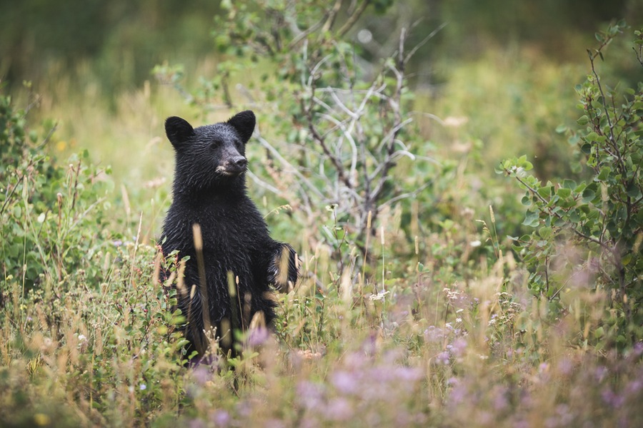 6 Tips For Landing A Job As A Wildlife Biologist