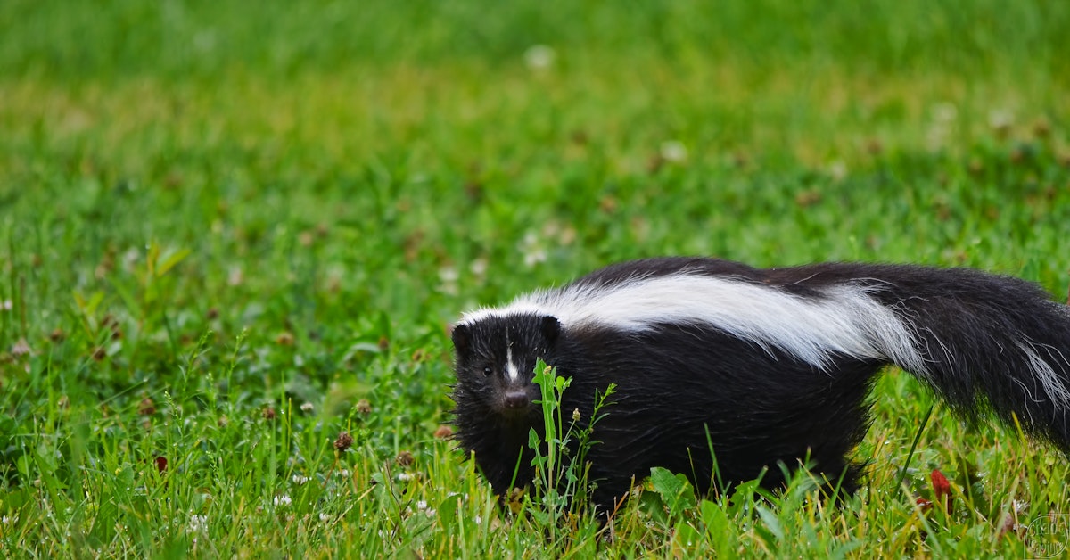 Being Skunk Savvy: How to Avoid Getting Sprayed