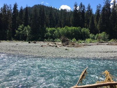 Hike the Hoh River Trail to Five Mile Island, Hoh Rainforest Visitor Center