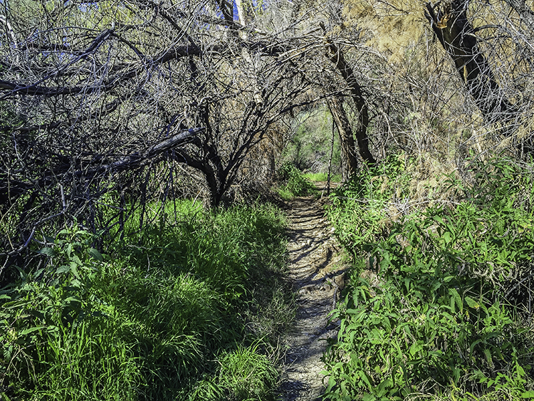 Photo of Hike the Dixie Mine Trail