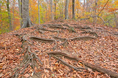 Hike the Avalon Loop Trail, Avalon Loop Trail