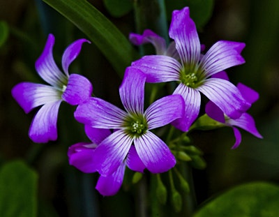 Hike the Edith L Moore Nature Sanctuary Trail, Edith L Moore Nature ...