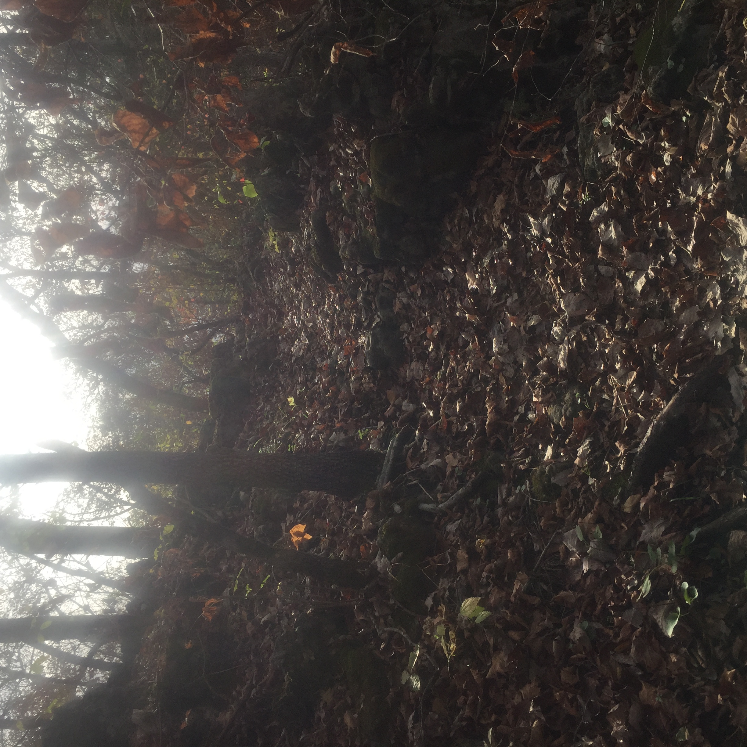 Hike the Boulder Ridge Trail, Camdenton, Missouri