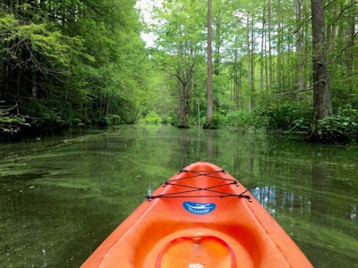 Kayak Trap Pond's Terrapin Branch Water Trail, Trap Pond State Park ...