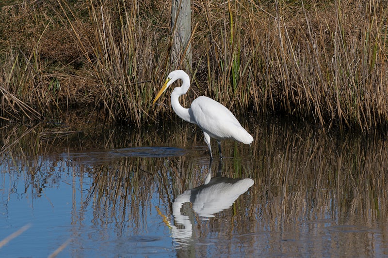 Photo of Gordons Pond Trail, Cape Henlopen SP