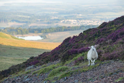 Hike Dumyat, Scotland, Dumyat Path