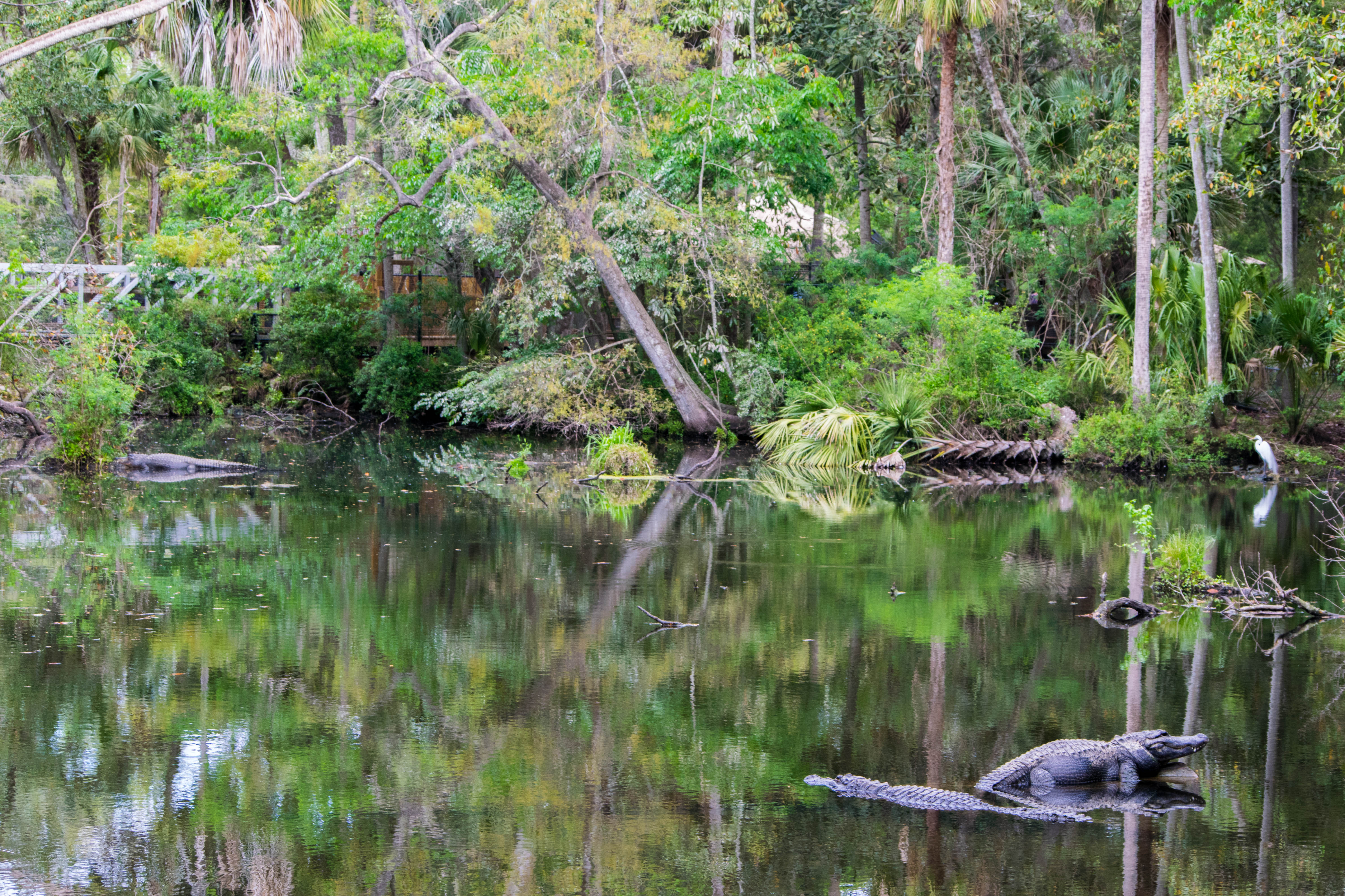 Photograph Homosassa Springs Wildlife State Park, Homosassa, Florida