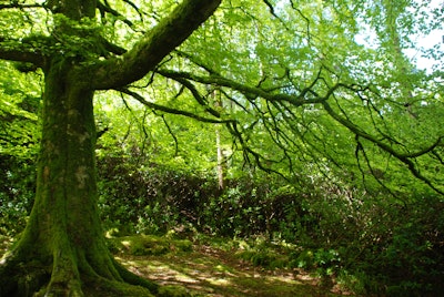 Hike the Torc Waterfall Loop, Torc Waterfall