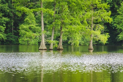 Hike the Bob Trail at Trap Pond SP, Bald Cypress Nature Center