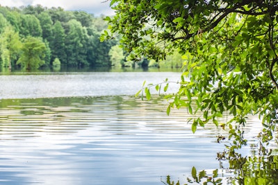 Hike the Bob Trail at Trap Pond SP, Bald Cypress Nature Center