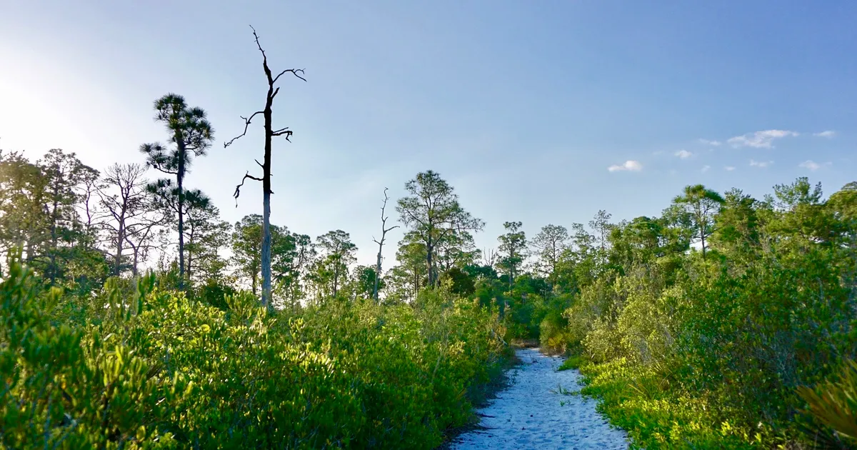 Hike the Florida Scrub Nature Trail at Archbold Research Station, Venus ...