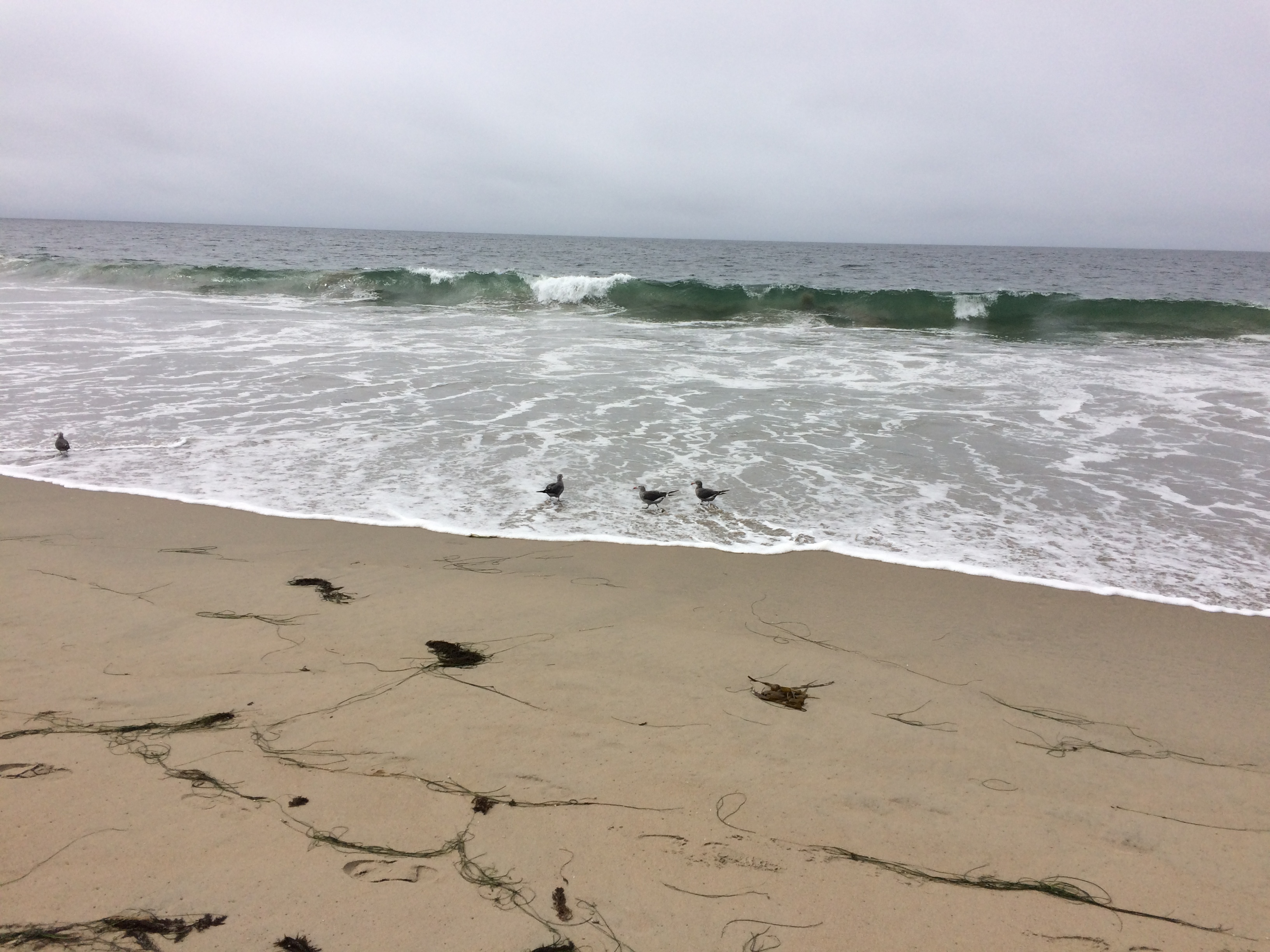 Laguna Trail & Coast Trail Loop, Point Reyes Station, California