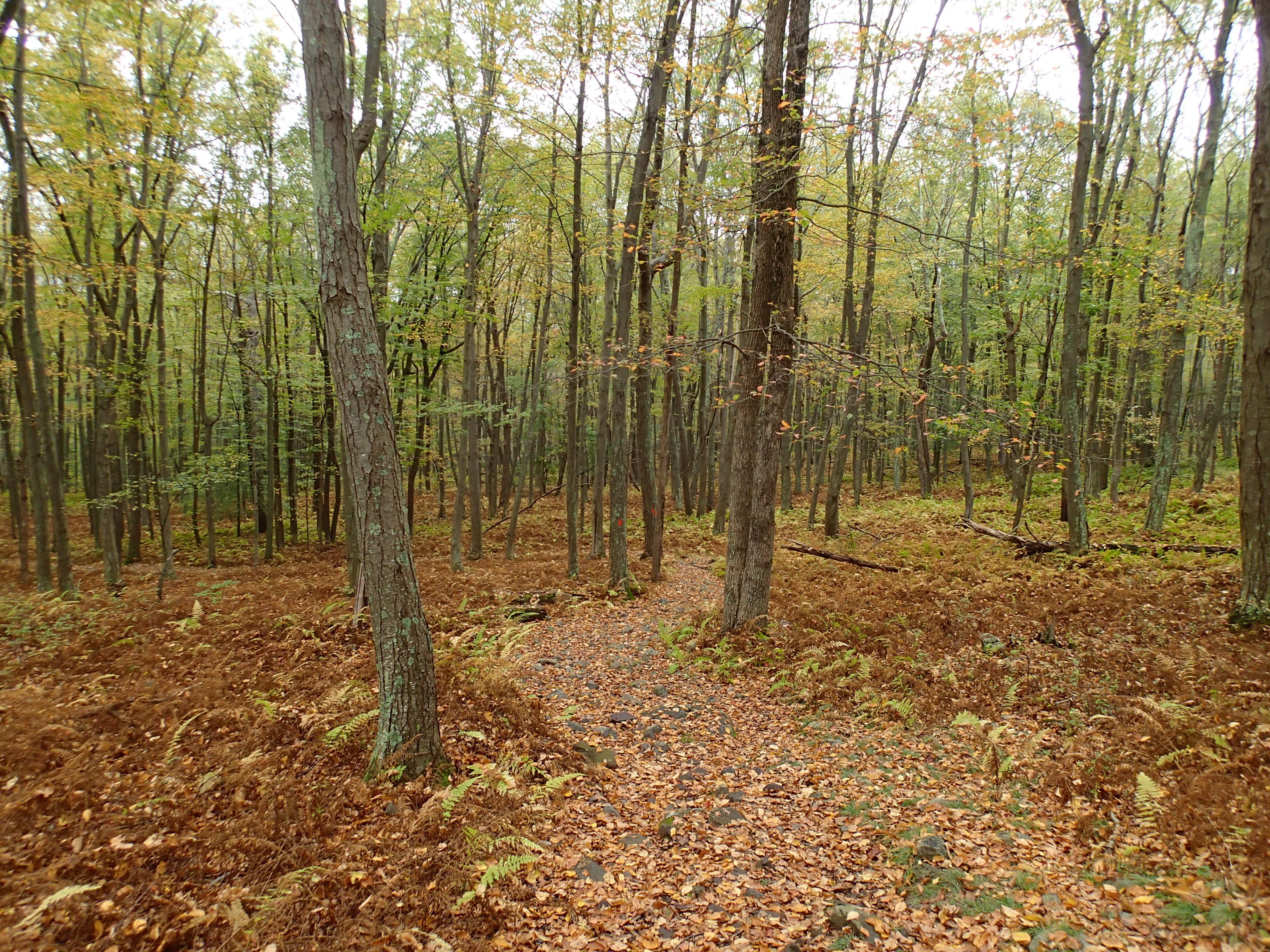 Photos: Hike the Mount Mohican-Raccoon Ridge Traverse, Columbia, New Jersey