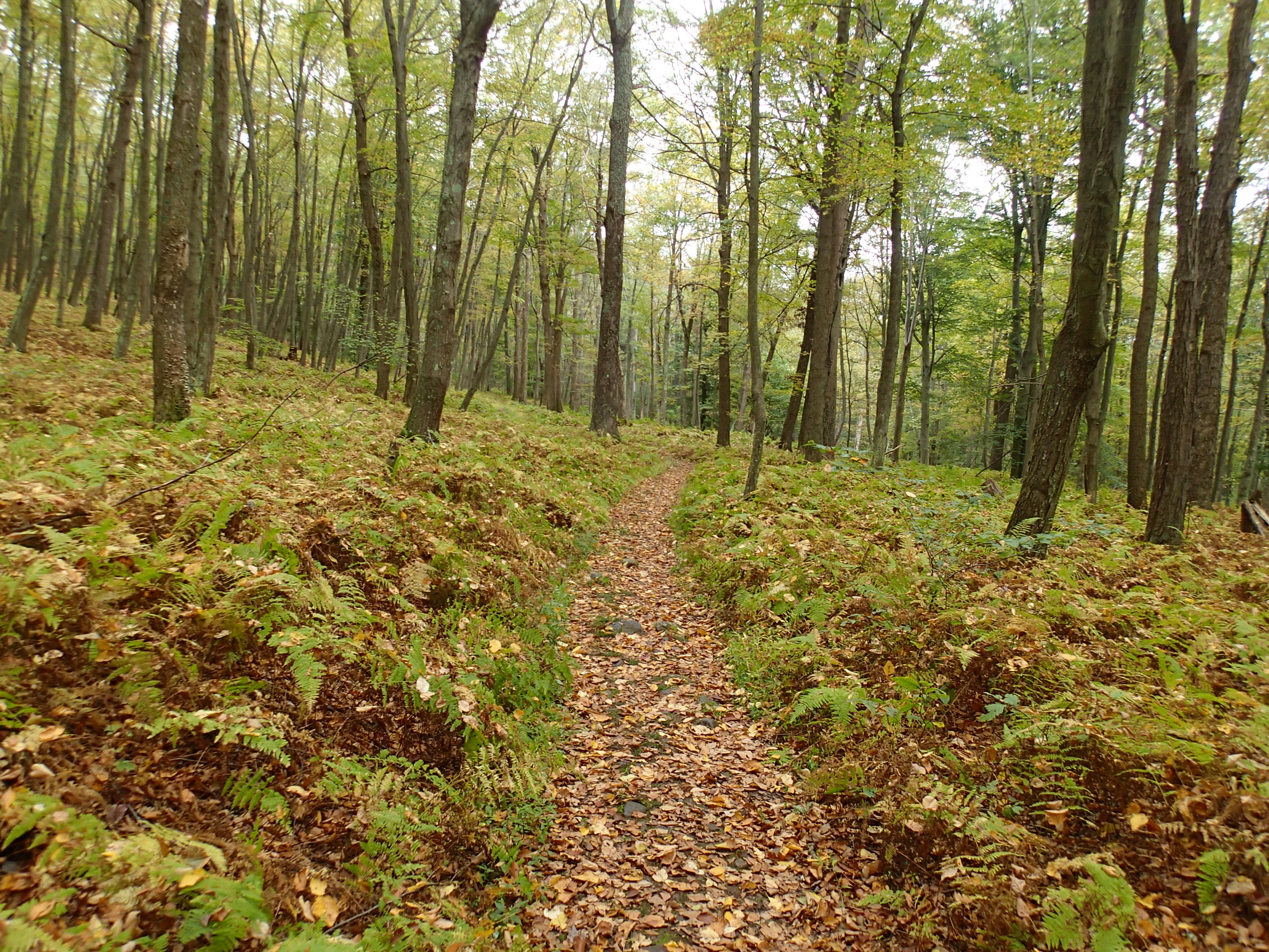 Hike the Mount Mohican-Raccoon Ridge Traverse, Columbia, New Jersey