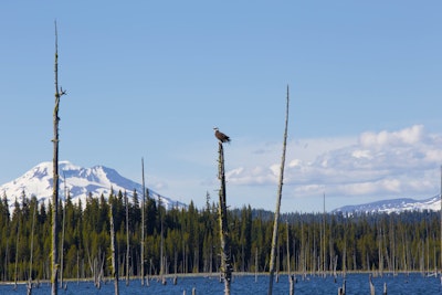 Camp and Fish at Crane Prairie Reservoir, Crane Prairie Reservoir