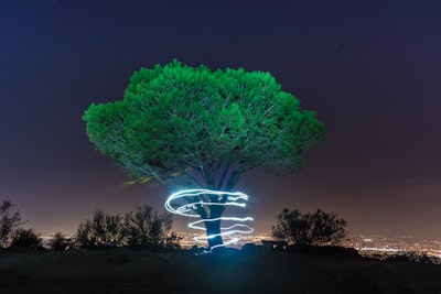 Hike to the Wisdom Tree, Wonder View Trail
