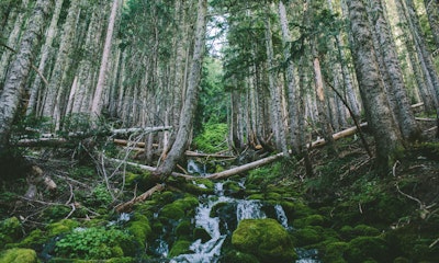 Hike to Spray Park, Mowich Lake Campground