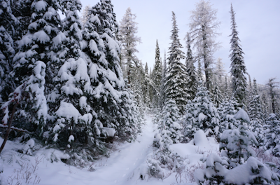 Snowshoe to the Mt. Spokane Summit, Mt. Spokane Trail