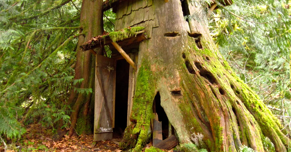 Hike to Guillemont Cove Stump House, Seabeck, Washington