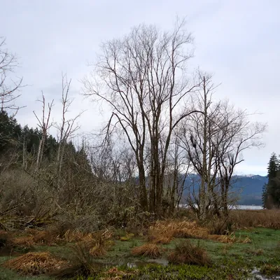 Hike to Guillemont Cove Stump House, Guillemot Cove Trail