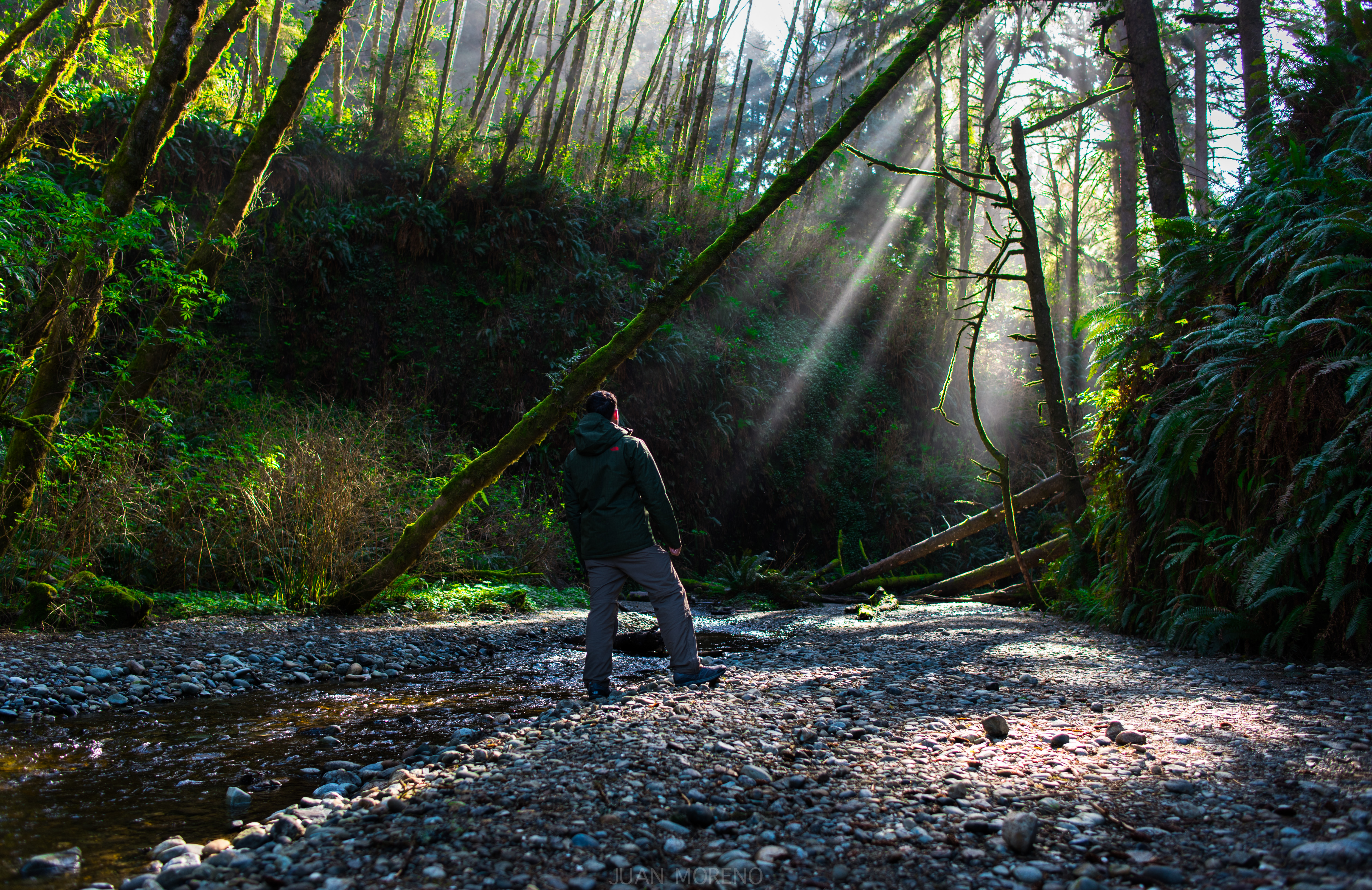 Fern Canyon, Orick, California