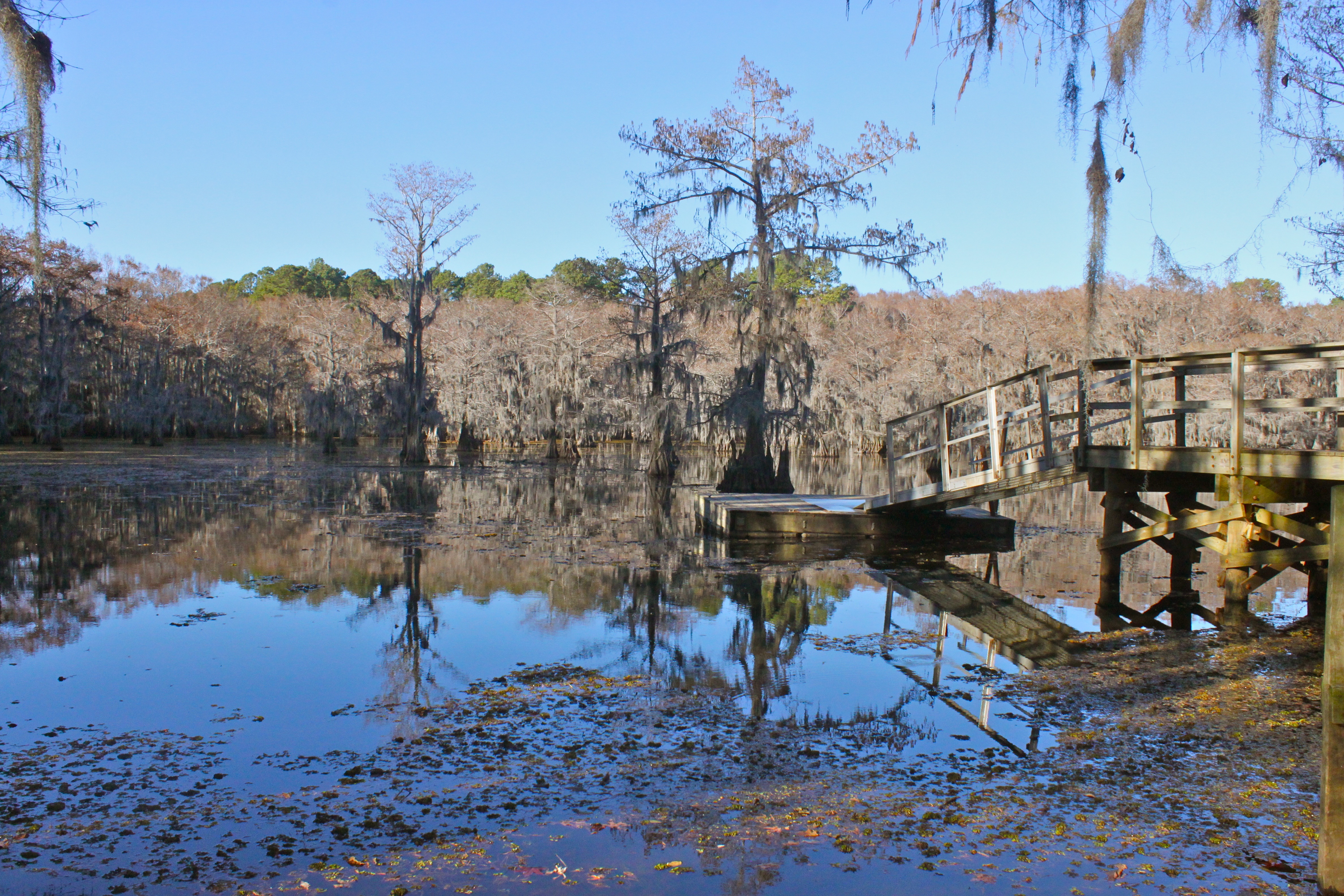 Photos Canoeing Caddo Lake Karnack Texas
