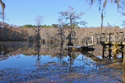 Canoeing Caddo Lake, Saw Mill Pond