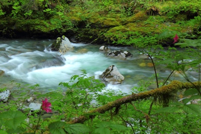 Hike the Boulder River Trail, Boulder River Trailhead, French Creek Rd.
