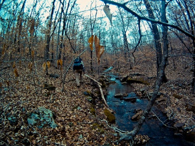 Backpack Along Whitaker Creek, Hawksbill Crag/Whitaker Point TH