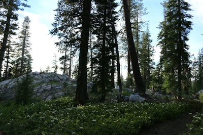 Hike To Bull Run Lake, Stanislaus Meadow