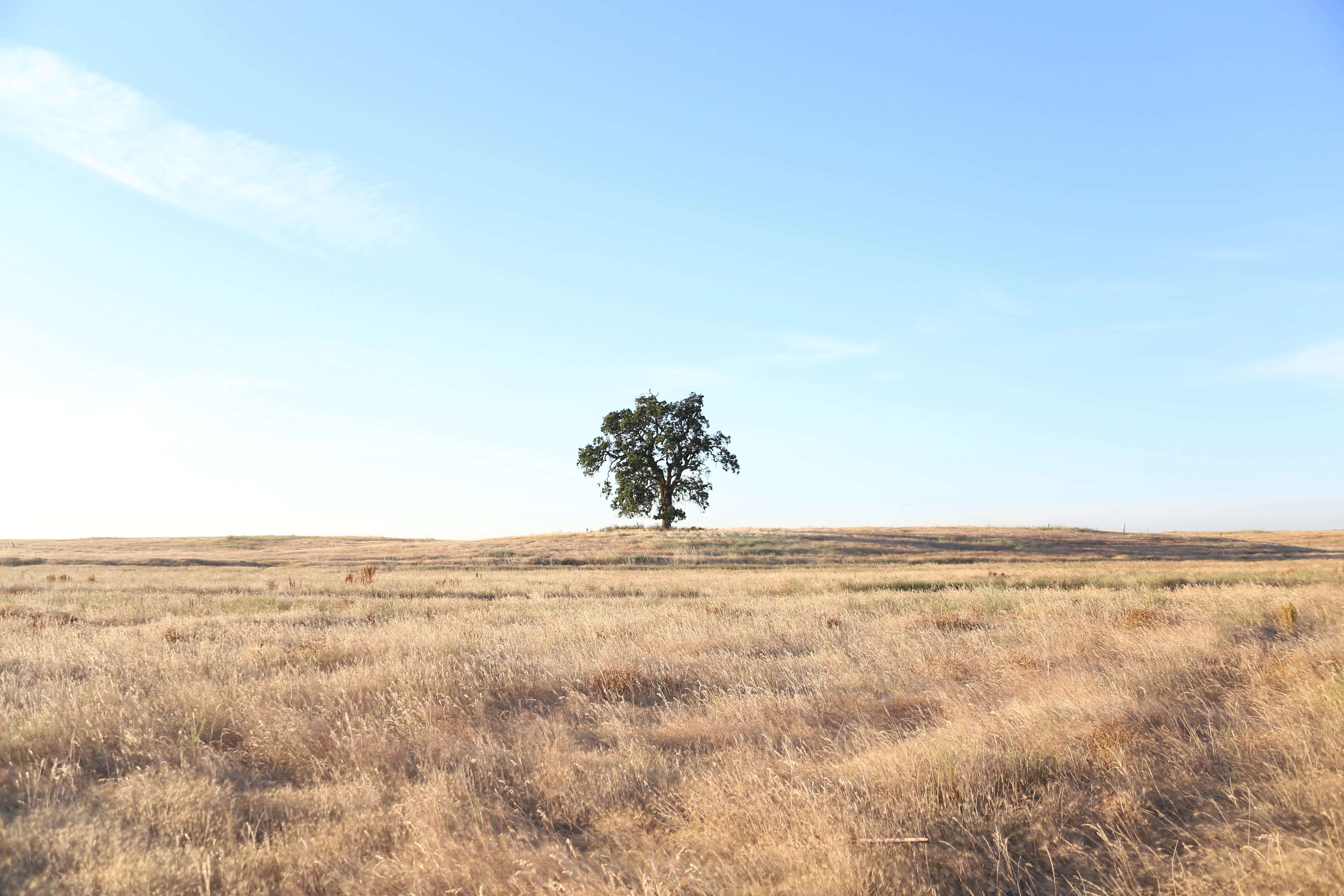 Explore The Solo Tree, Roseville, California