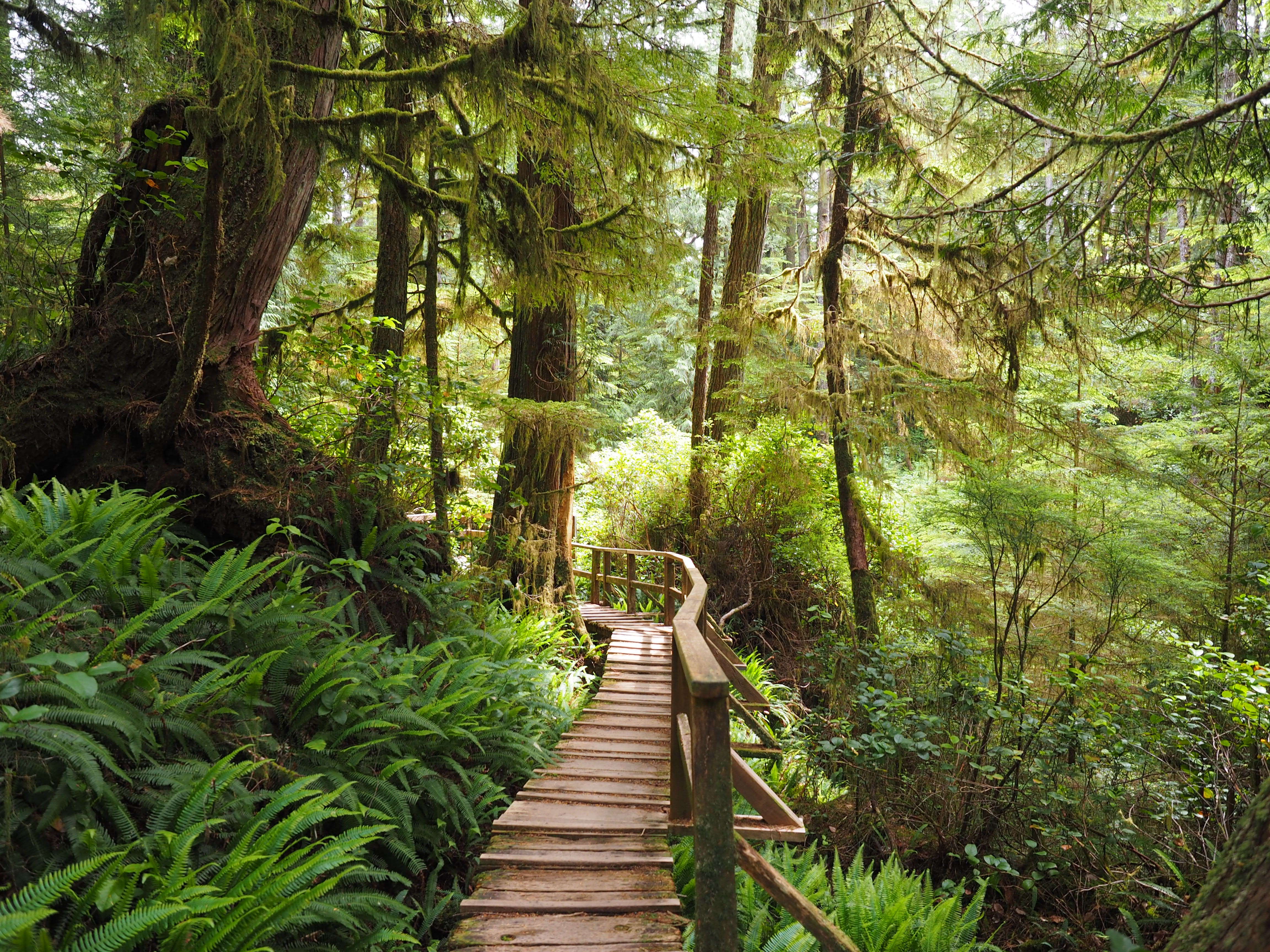Hike the Rainforest Trails in Clayoquot Sound, Ucluelet, British Columbia