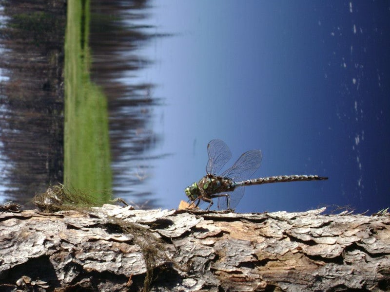 Photo of Albany River, Northern Ontario