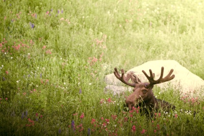 Wildflower Hike In Albion Basin , Albion Basin