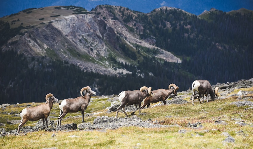 Hike Mt. Ida, Colorado