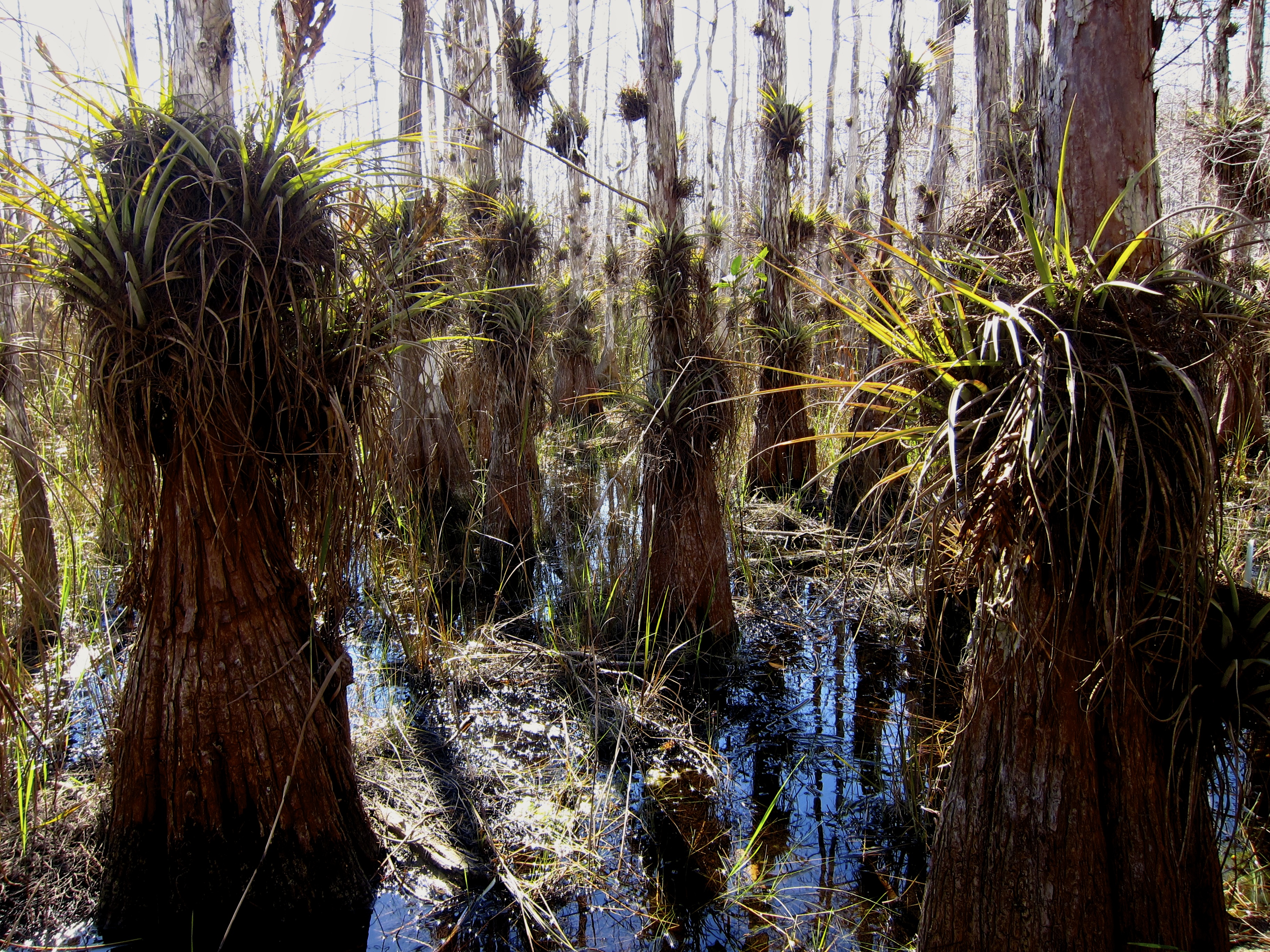 Photo of Hike the Gator Hook Trail