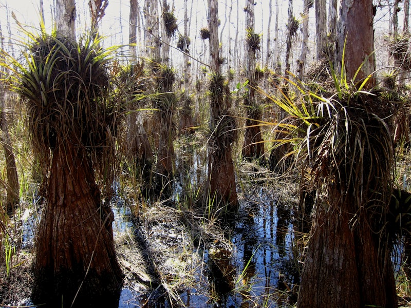 Photo of Hike the Gator Hook Trail