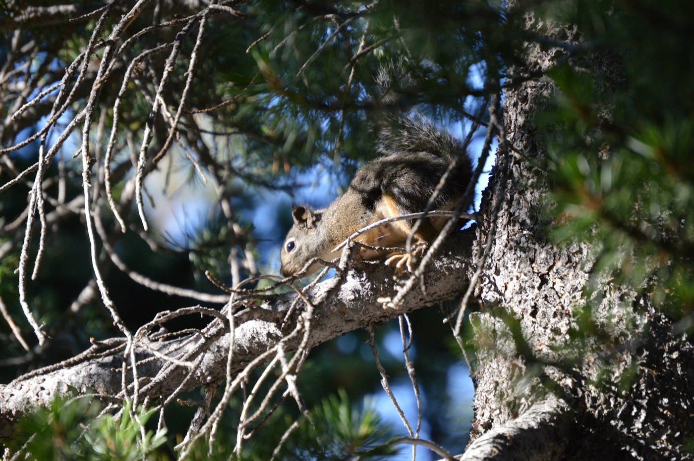 Photo of Camping at White Wolf, Yosemite National Park