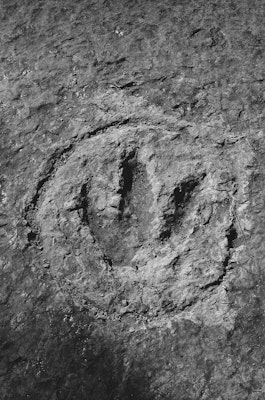 Explore Dinosaur Tracks in Leander, South Fork San Gabriel River